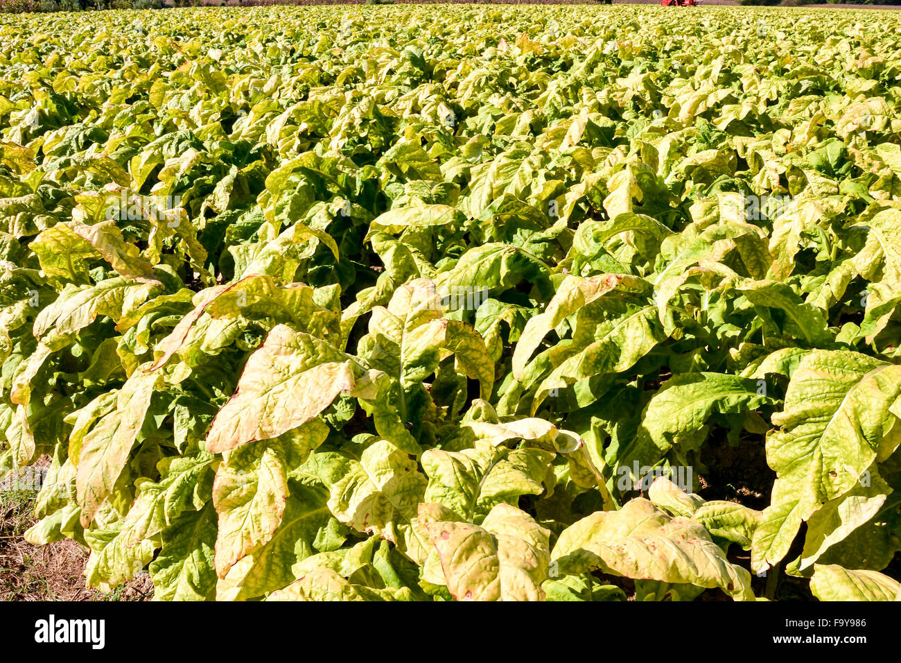 Beautiful Tobacco Field Stock Photo - Alamy