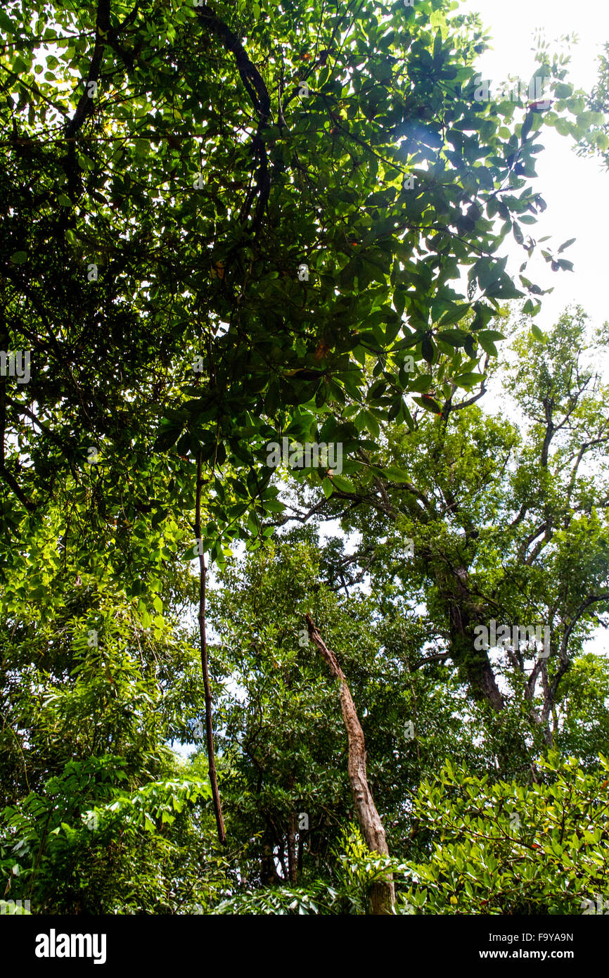 Beautiful rain forest Stock Photo - Alamy
