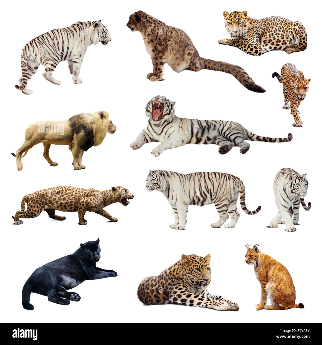 Set of wildcats. Isolated over white Stock Photo - Alamy