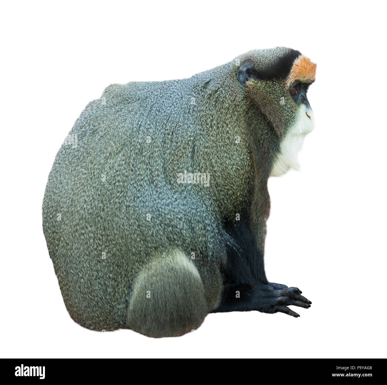 Greater White-nosed Monkey (Cercopithecus nictitans). Isolated over ...