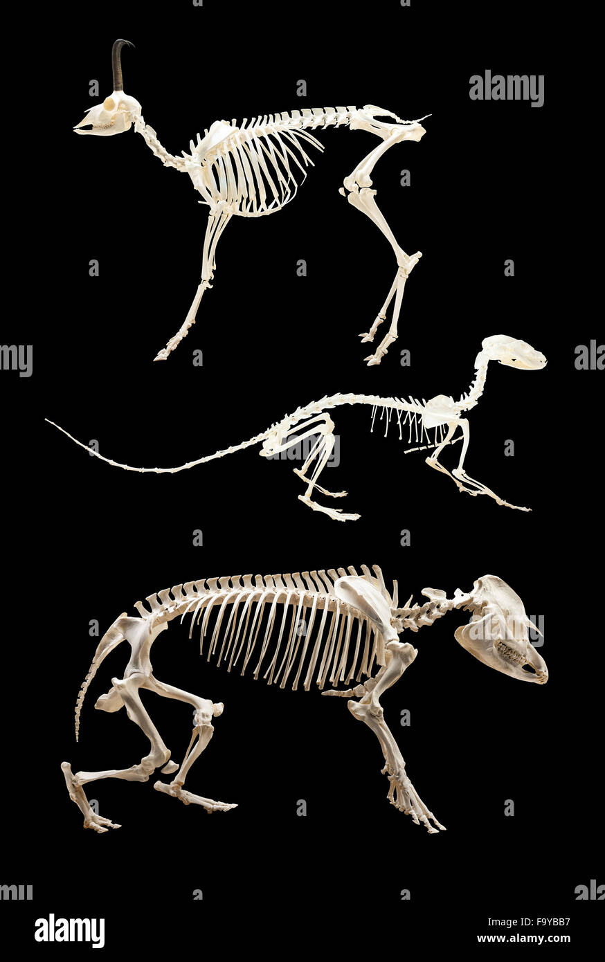 Set of skeletons of animals. Isolated over black background Stock Photo ...