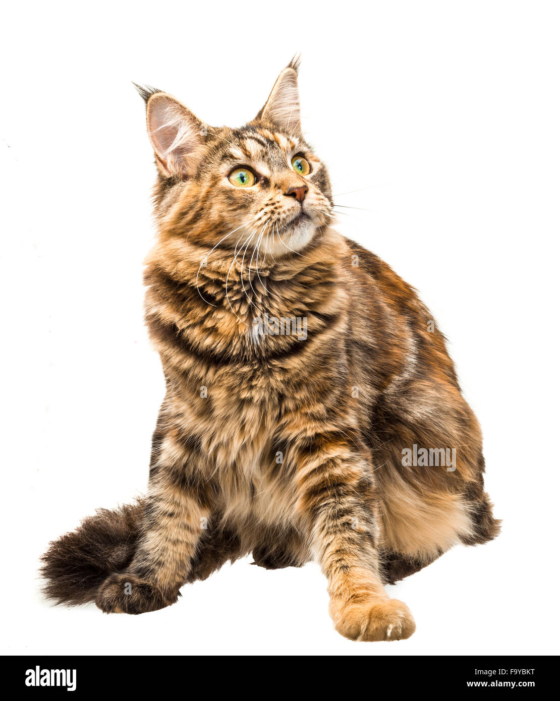 Happy young female carpet Cut Out Stock Images & Pictures - Alamy