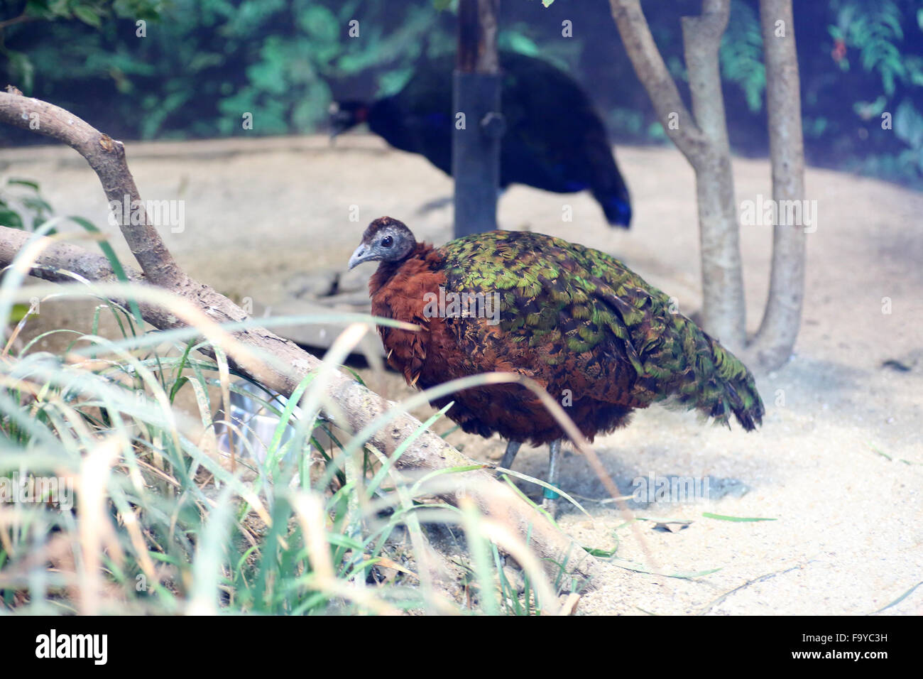 Congo Peafowl (Afropavo congensis Stock Photo - Alamy