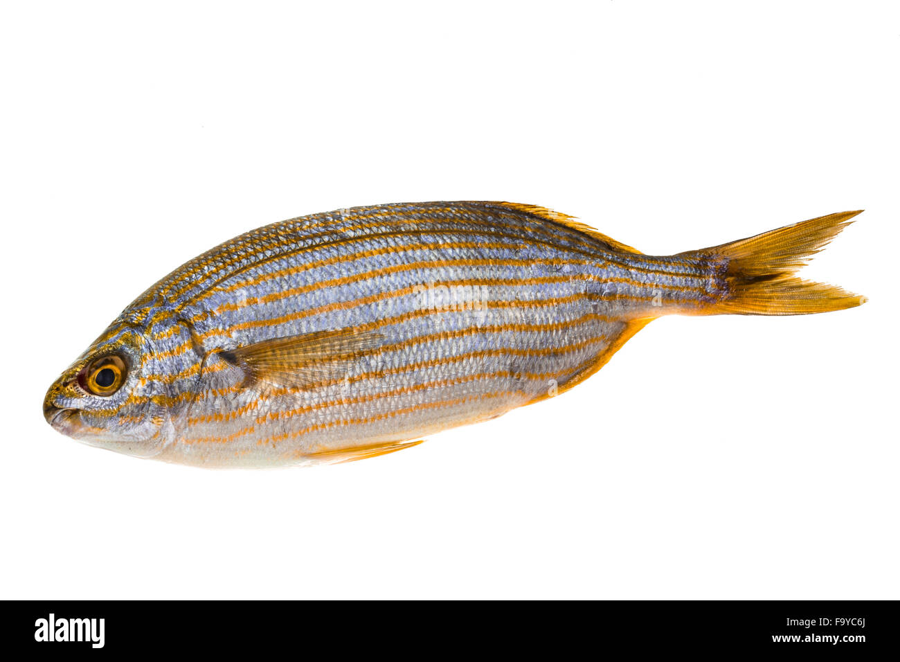 Salema porgy - sarpa fish Stock Photo - Alamy