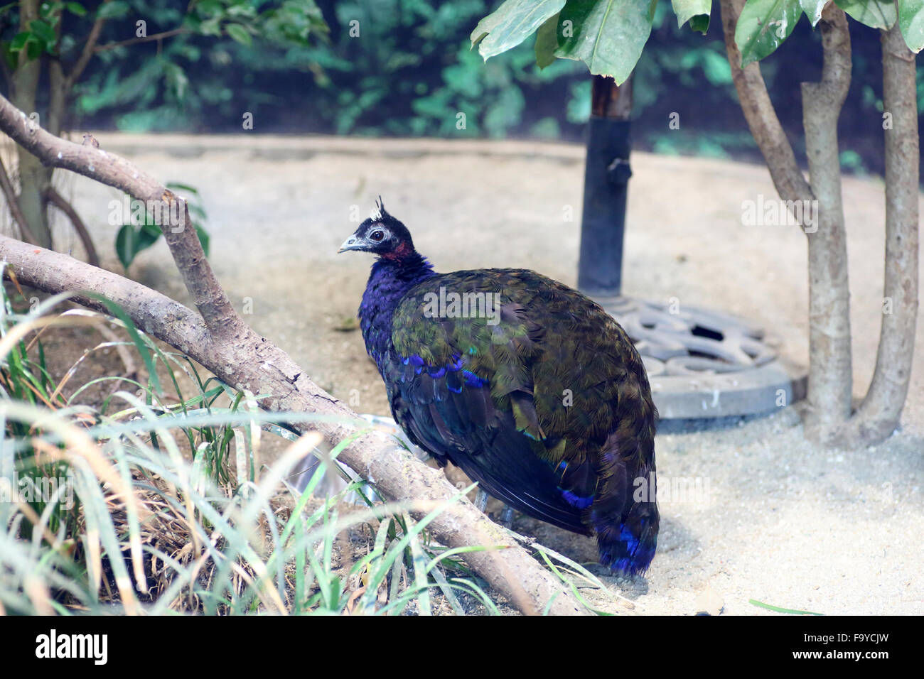 Congo Peafowl (Afropavo congensis Stock Photo - Alamy