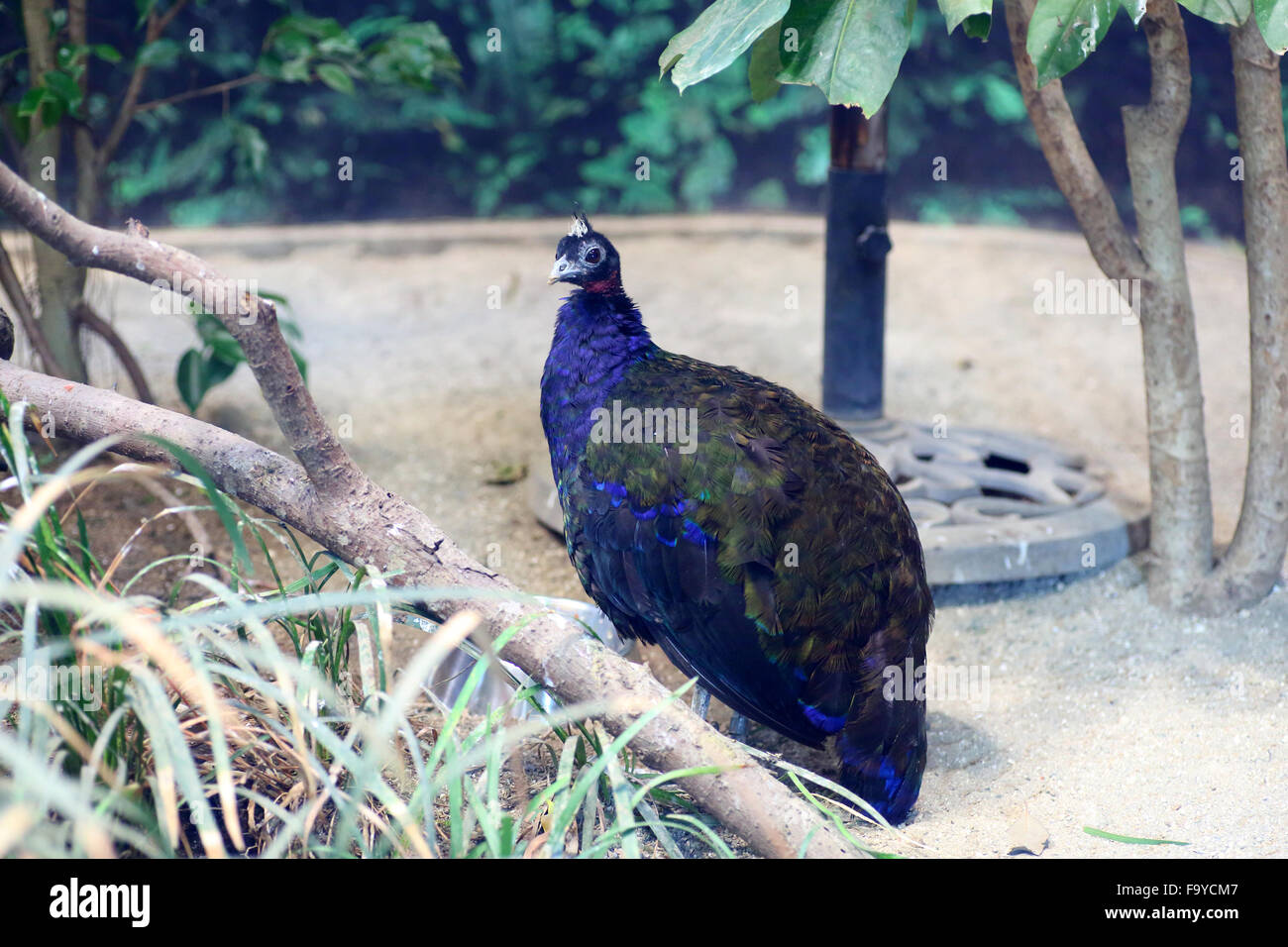 Congo Peafowl (Afropavo congensis Stock Photo - Alamy