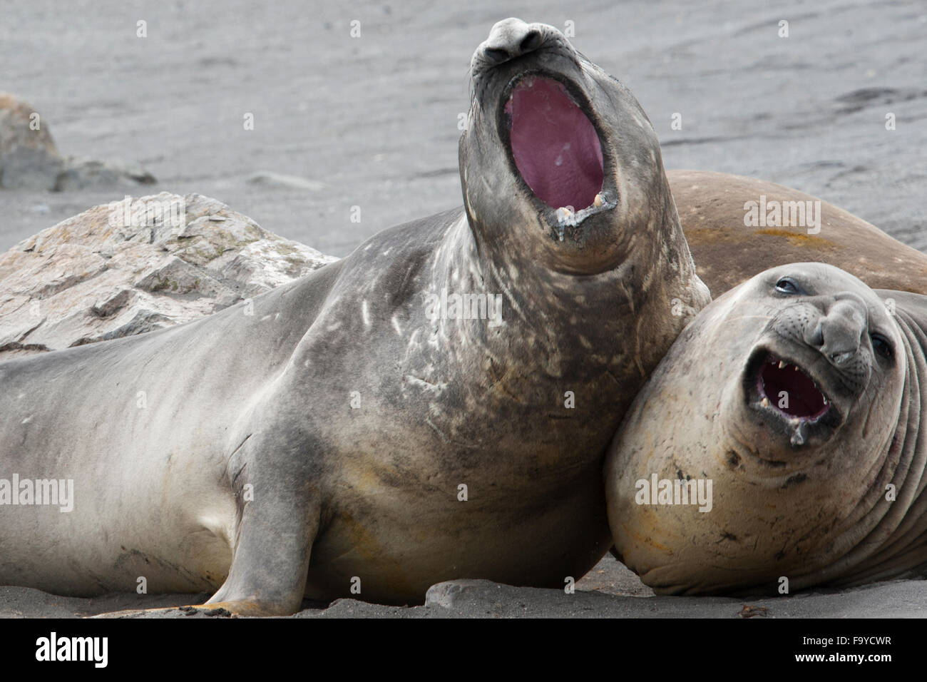 Bull southern elephant seals fighting (Mirounga leonina), roaring and ...