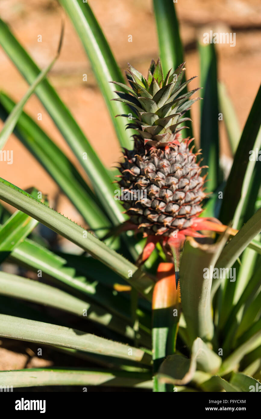 Pineapple fruit trees crop hi-res stock photography and images - Alamy