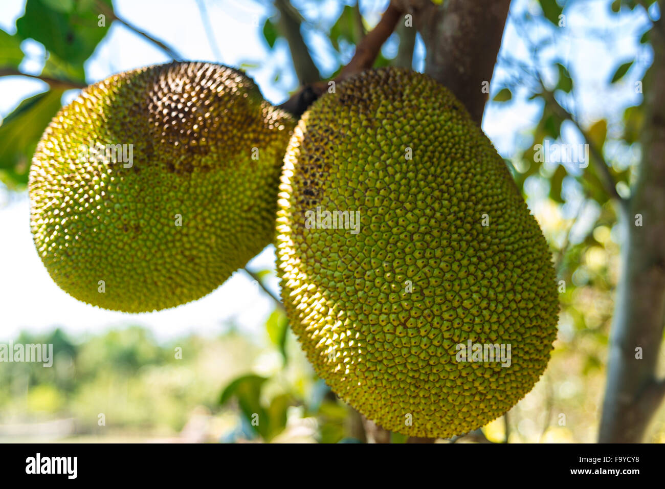 Jackfruit on the tree Stock Photo - Alamy