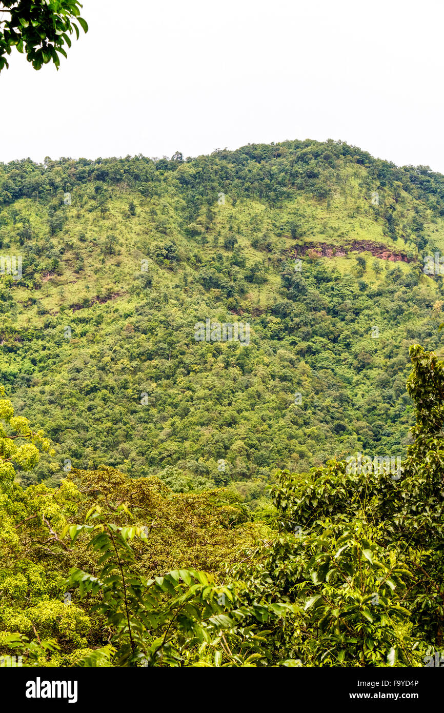 Beautiful rain forest Stock Photo - Alamy