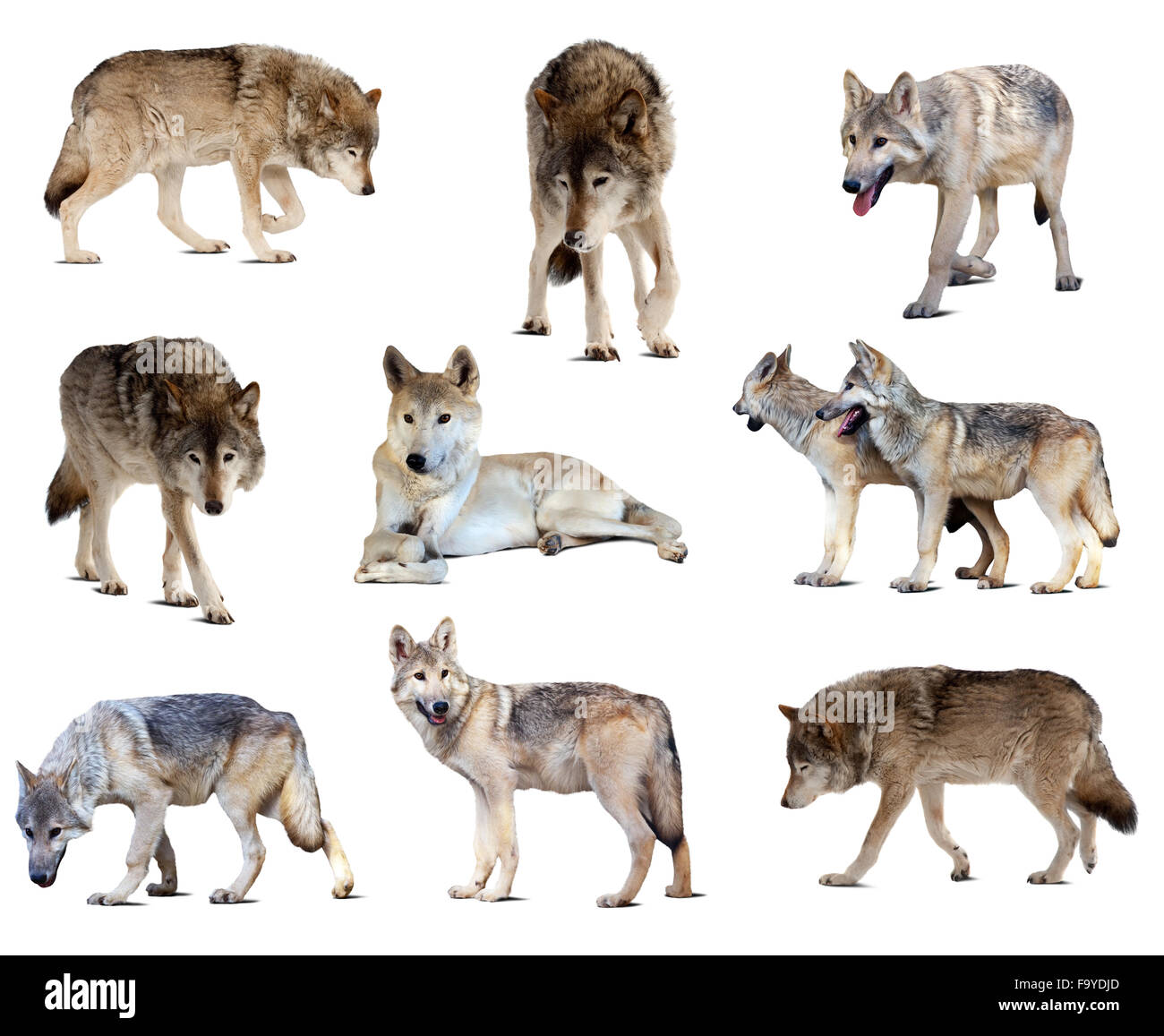 Set of gray wolves. Isolated over white background with shade Stock ...