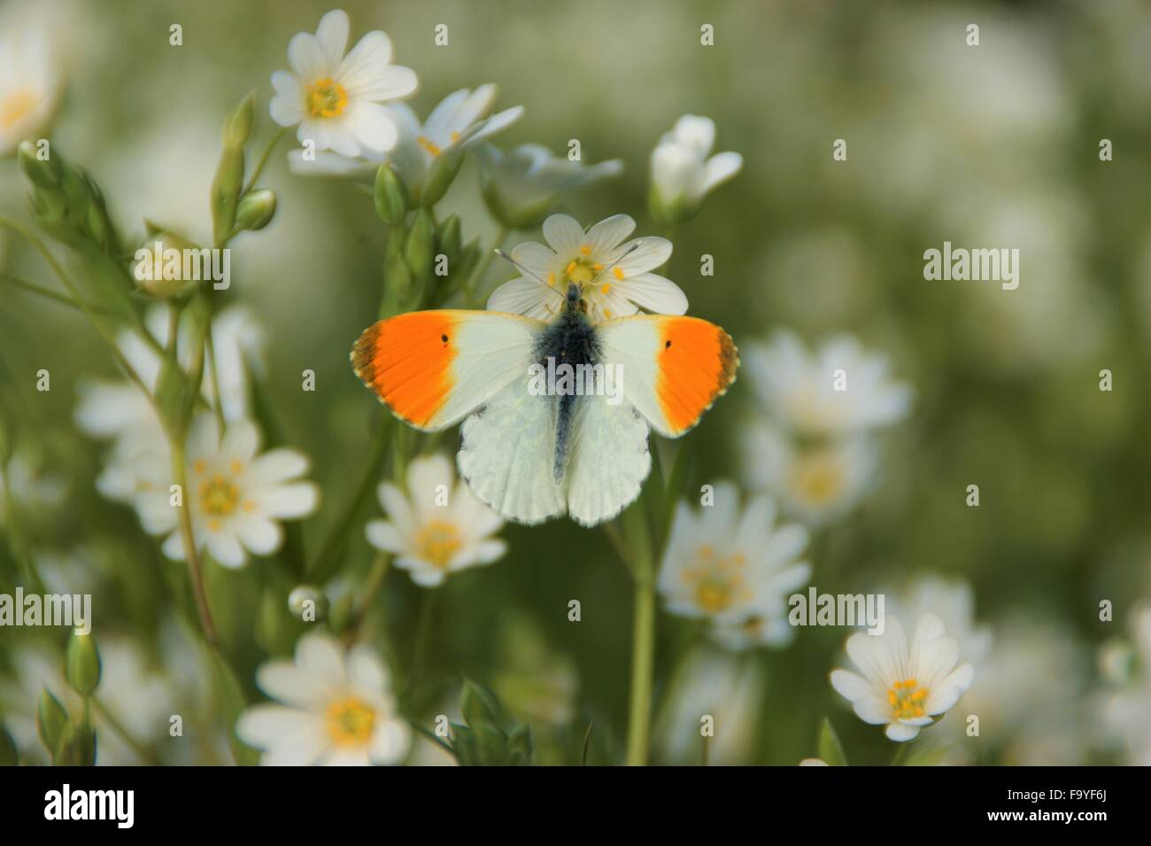 Orangetip hi-res stock photography and images - Alamy
