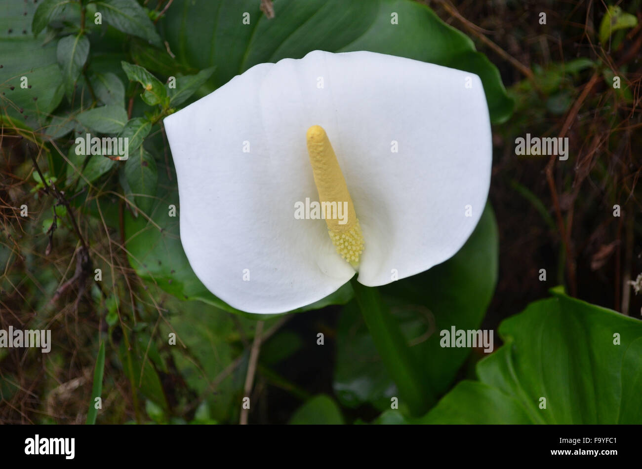 Varkore hi-res stock photography and images - Alamy