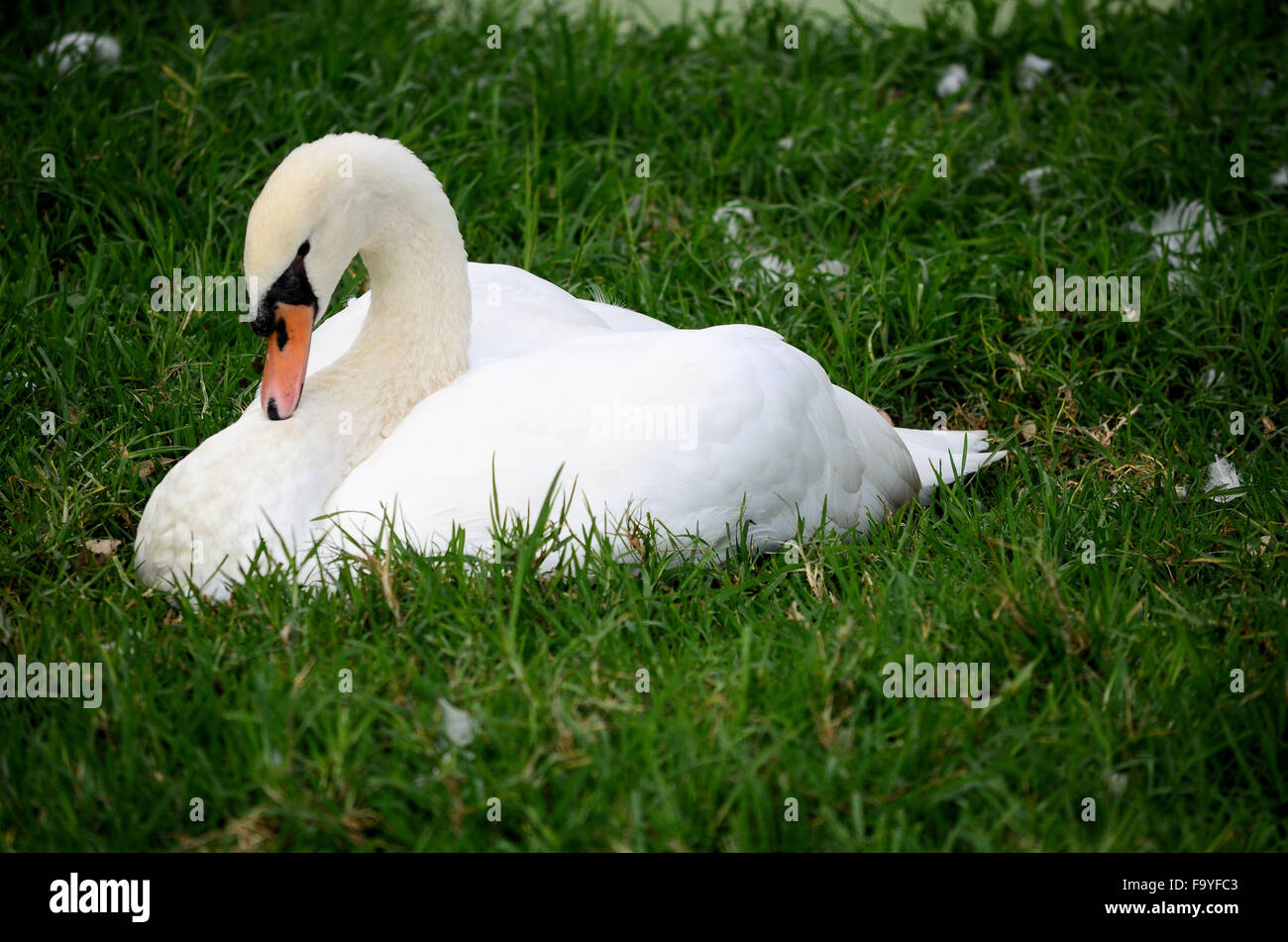 Swan resting on grass Stock Photo - Alamy