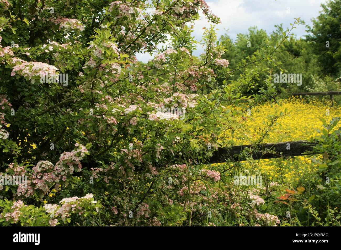 spring flower scene Stock Photo - Alamy