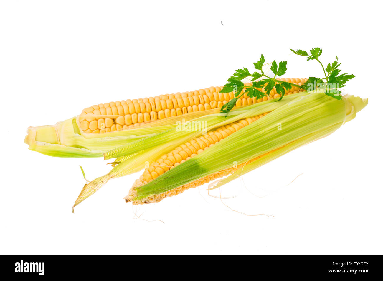 Ripe bright corn isolated Stock Photo - Alamy