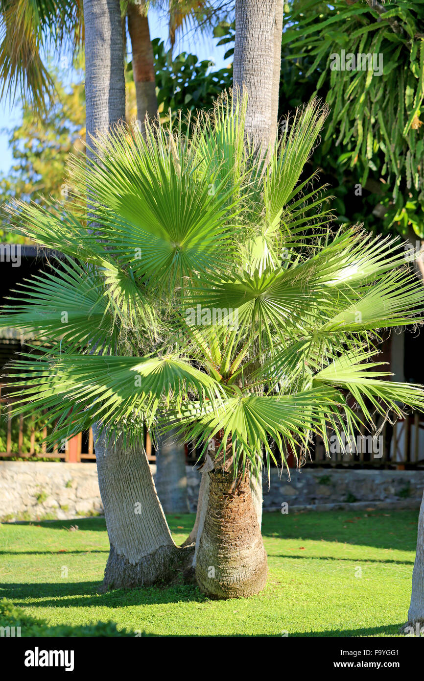 Beautiful green palm tree photographed close up Stock Photo - Alamy