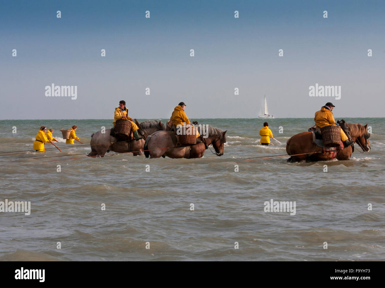 Fishermen wadding in the sea. Shrimp fishing - the world's last remaining horseback fishermen ...