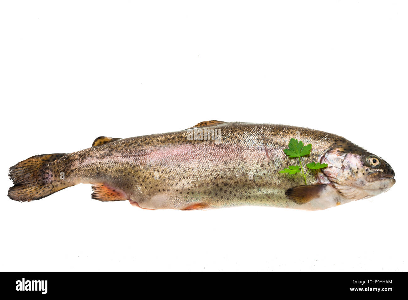 Fresh raw rainbow trout Stock Photo - Alamy