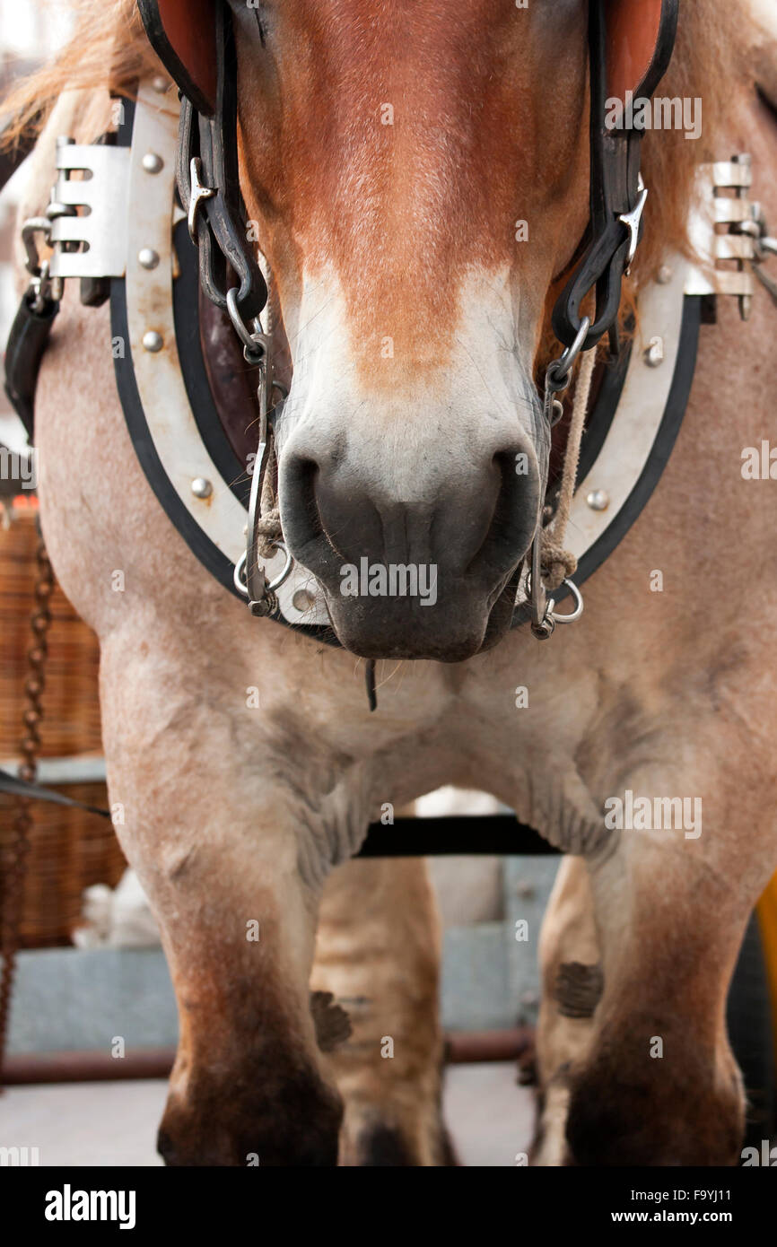 Close up of a horse. Shrimp fishing - the world's last remaining ...