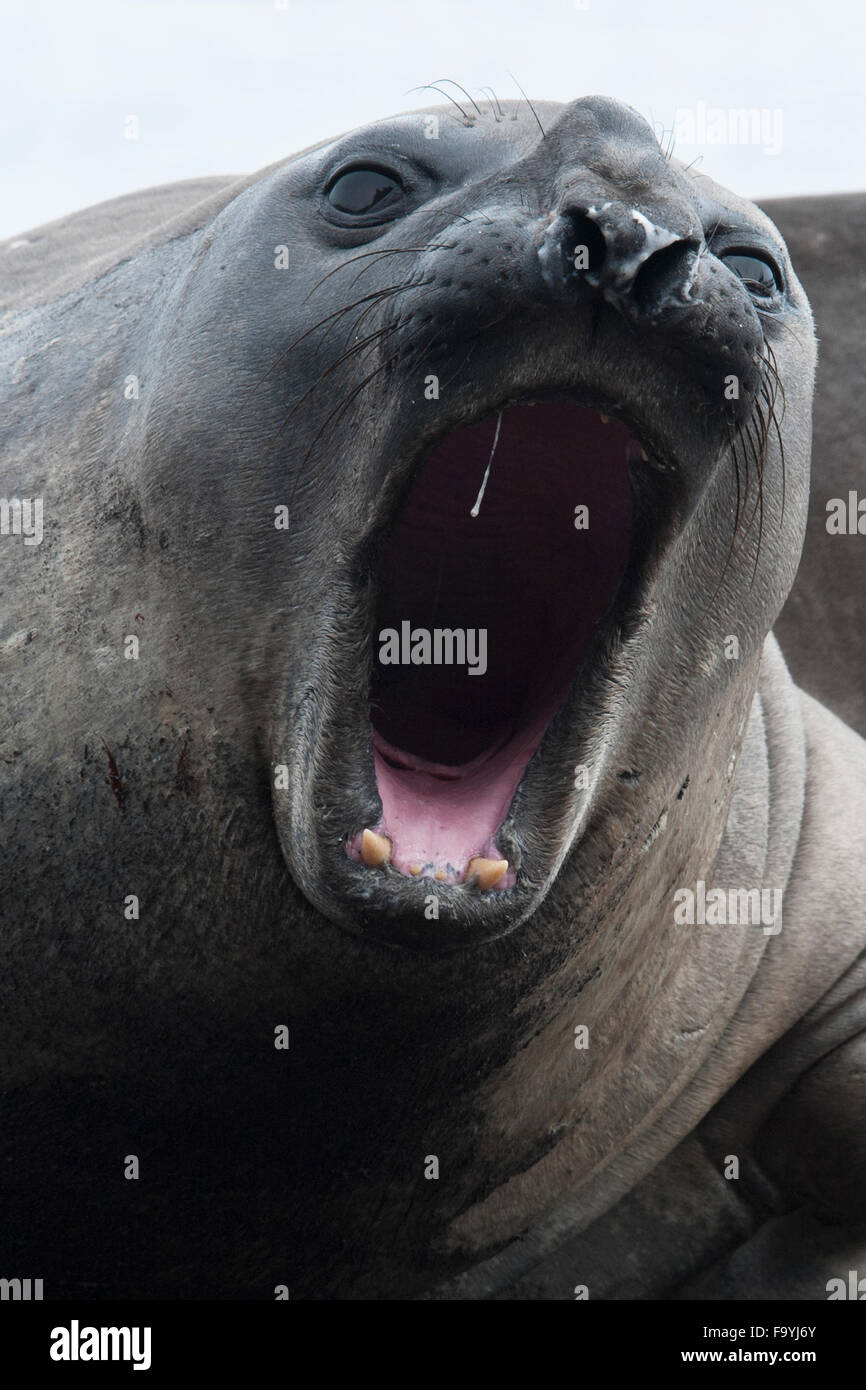 Bull Southern Elephant Seal Mirounga Hi Res Stock Photography And