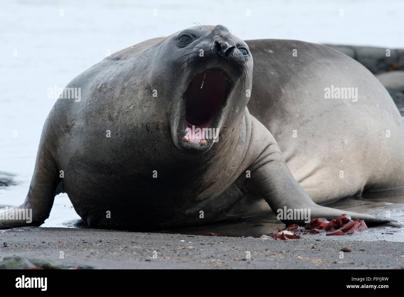 Roaring southern elephant seal bull hi-res stock photography and images ...