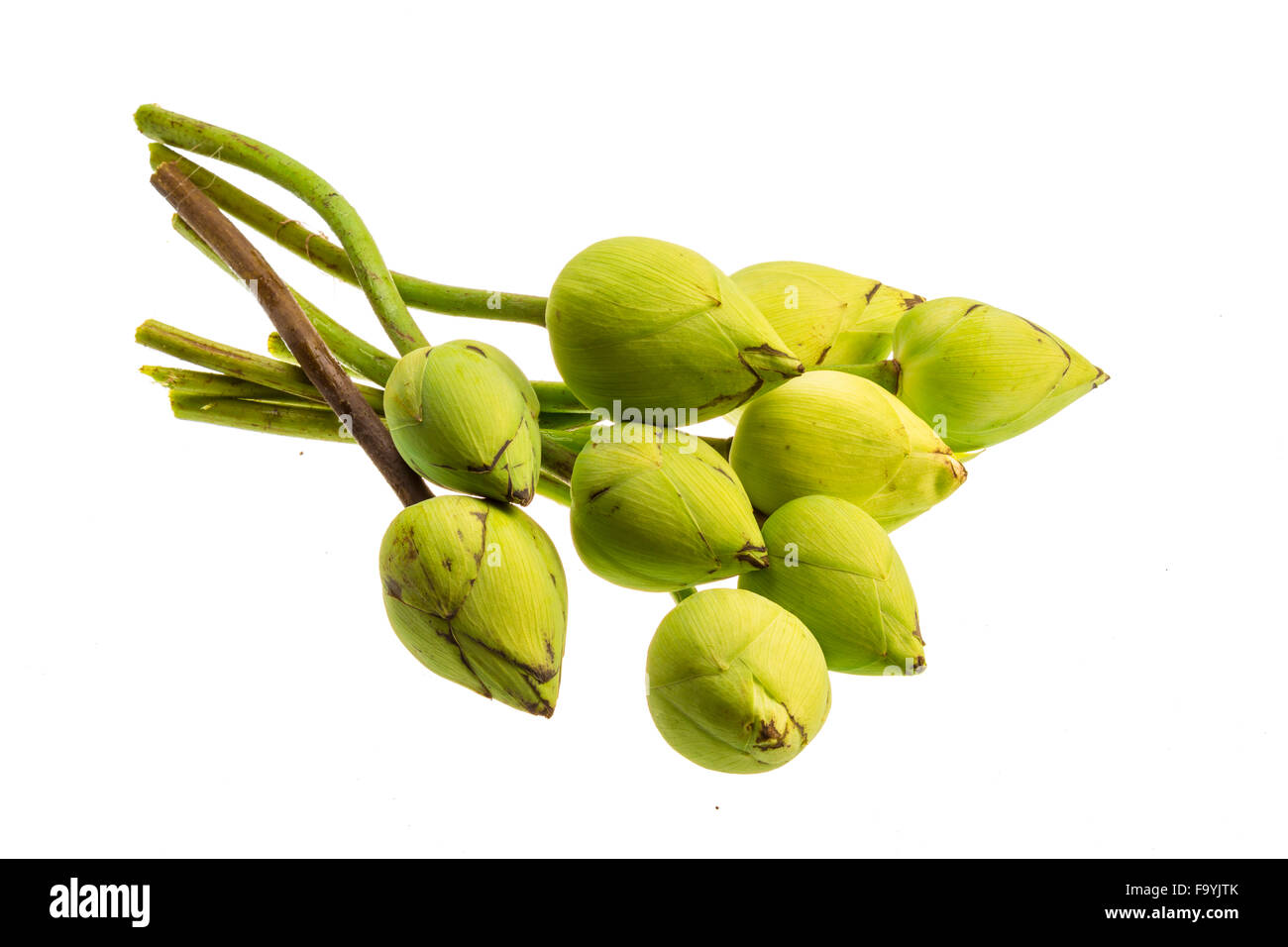Pink lotus flower buds Cut Out Stock Images & Pictures - Alamy