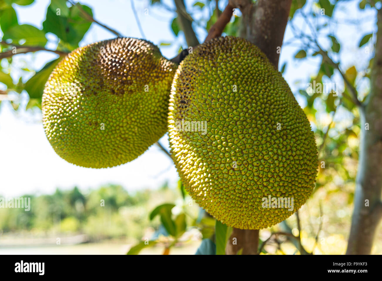 Jackfruit on the tree Stock Photo - Alamy