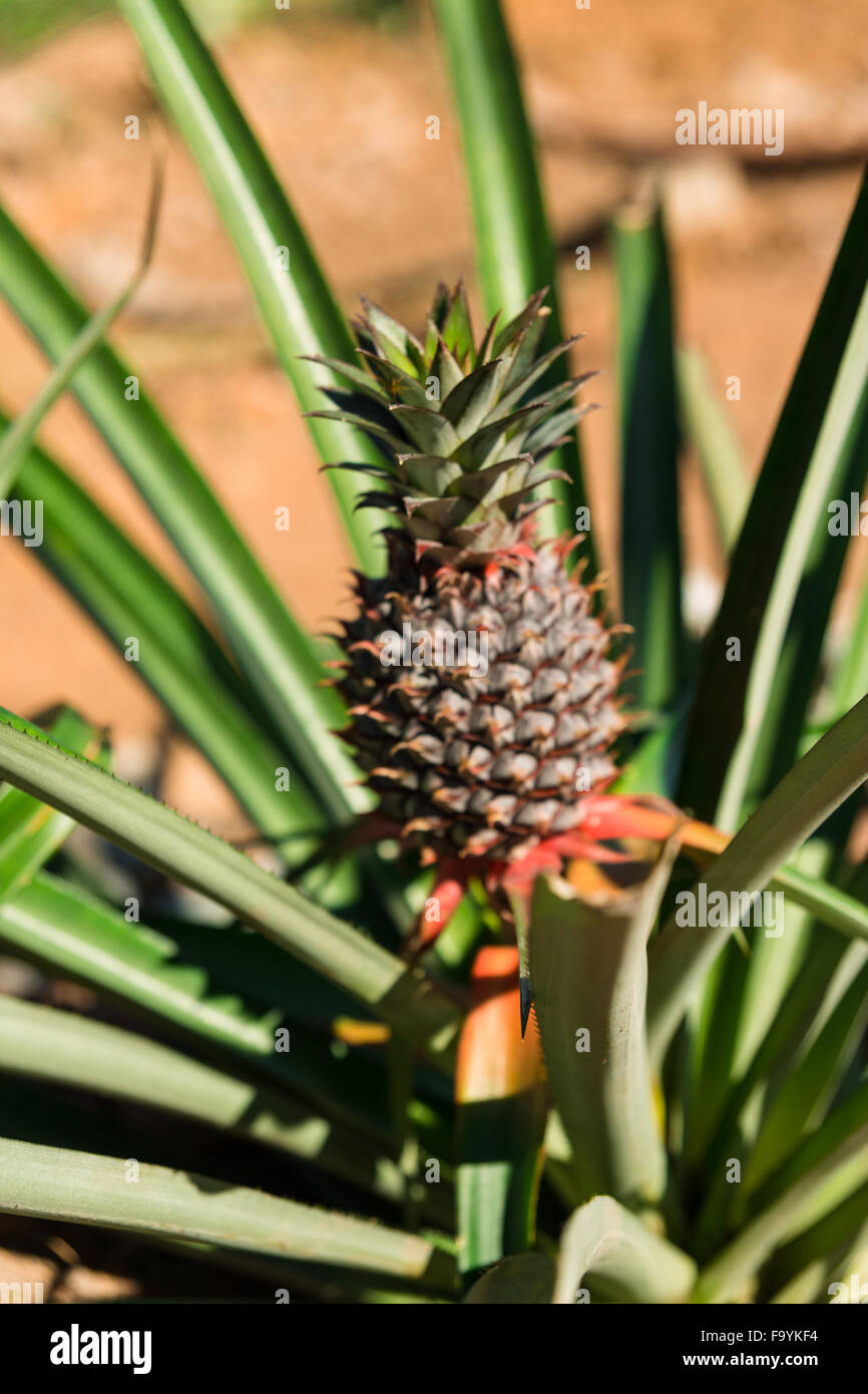 Pineapple fruit trees crop hi-res stock photography and images - Alamy