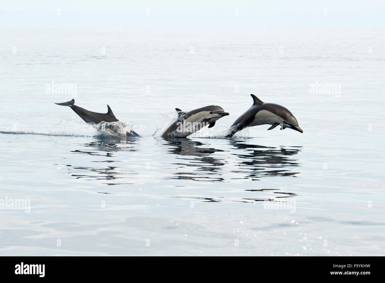 Short-beaked Common Dolphins, porpoising, Delphinus delphis. Drakre Bay, Osa Peninsula, Costa ...