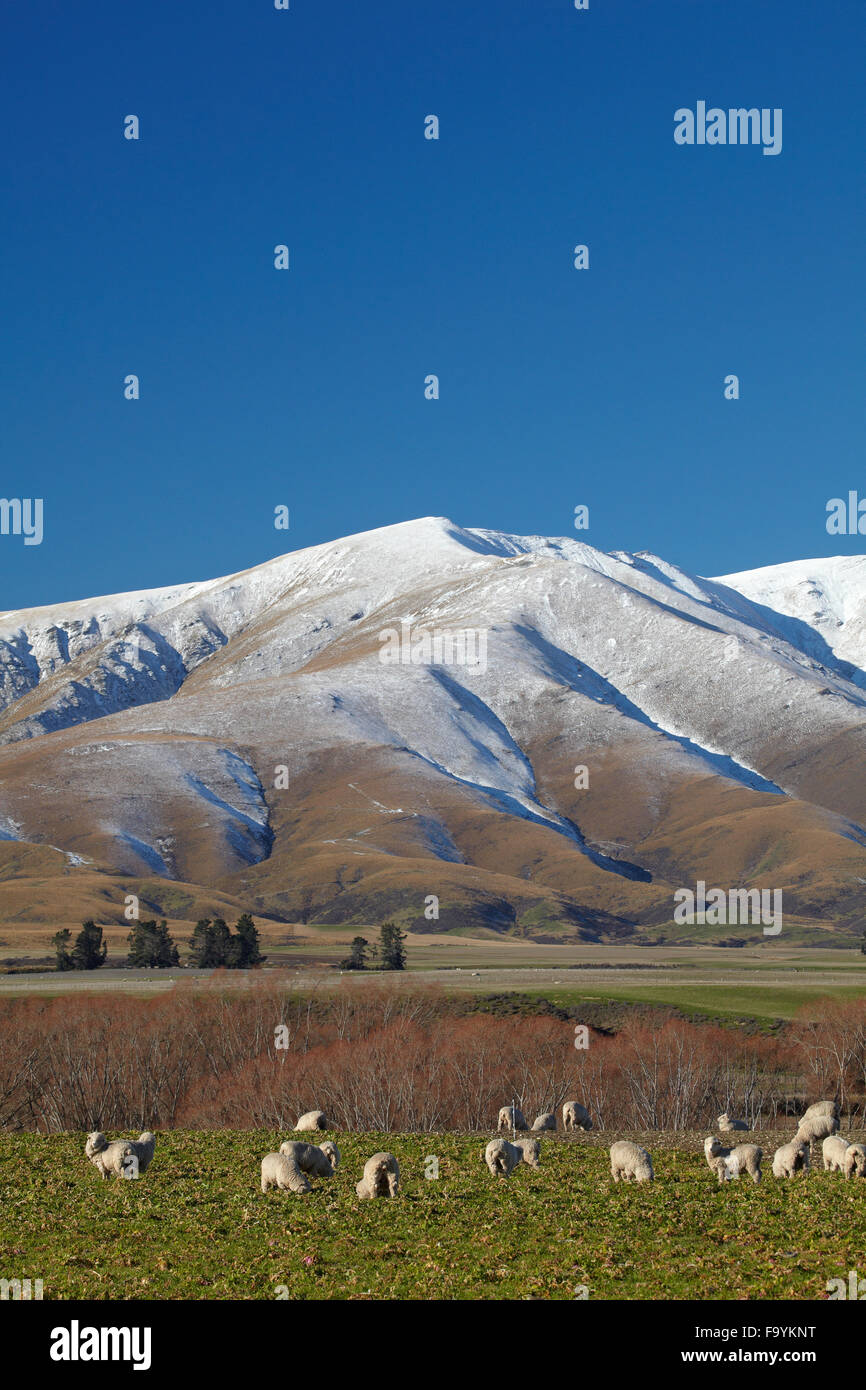 Sheep and Kakanui Mountains, Kyeburn, near Ranfurly, Maniototo, Central Otago, South Island, New ...