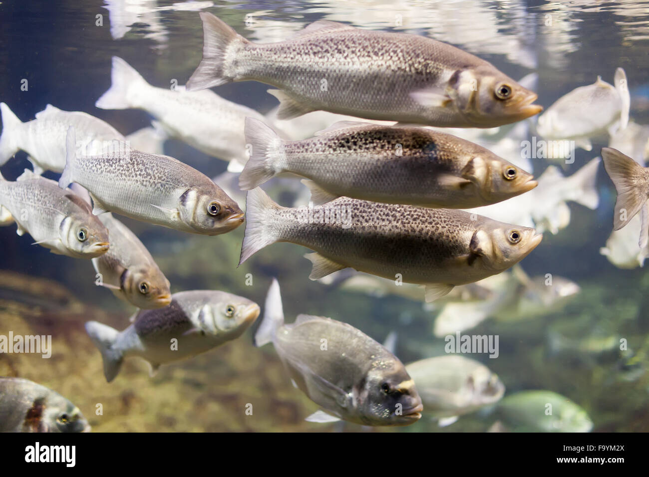 Thicklip grey mullet hi-res stock photography and images - Alamy