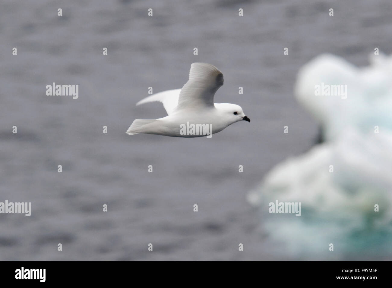 Snow petrel (Pagodroma nivea), flying near iceberg, Weddell Sea ...