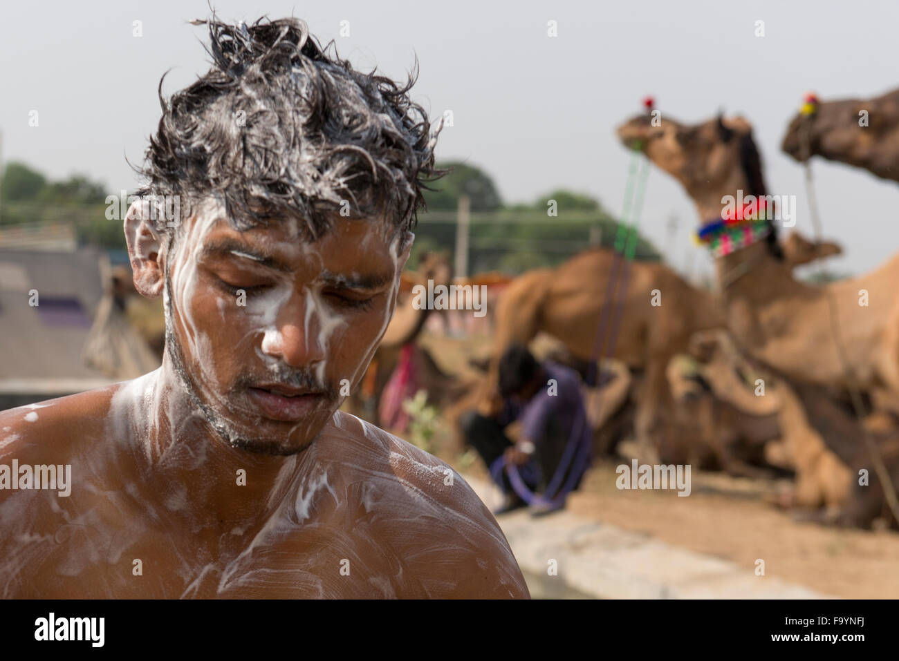 Camel pool hi-res stock photography and images - Alamy