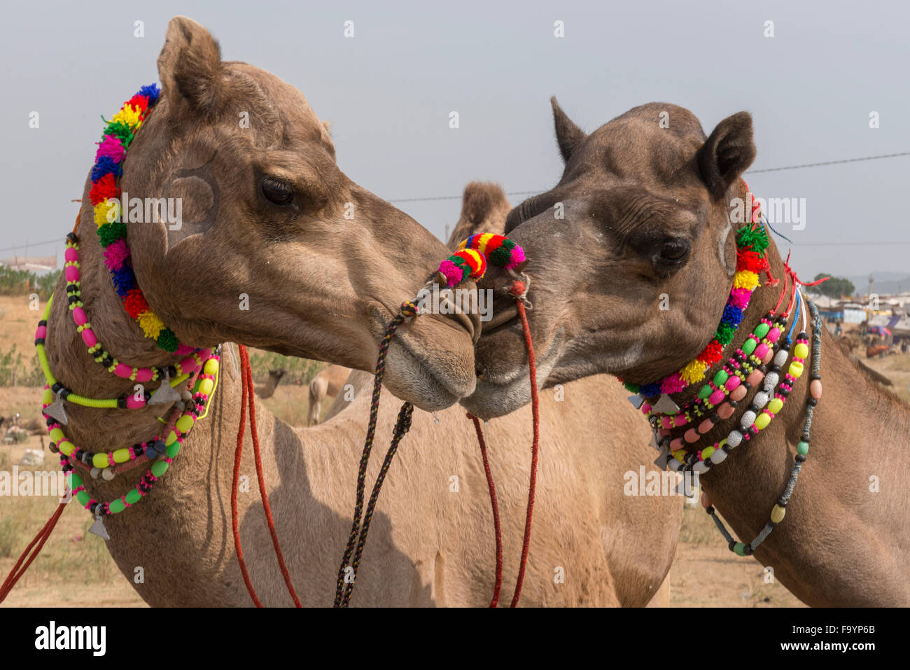Two Loving Tattooed Camels With Colourful Necklaces Around Neck, Camel ...