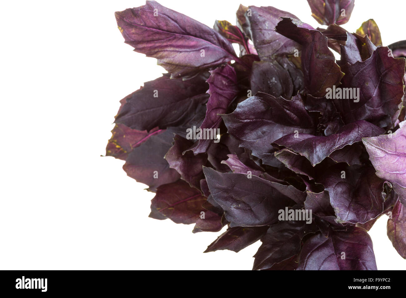 Sweet dark red basil leaves Stock Photo - Alamy