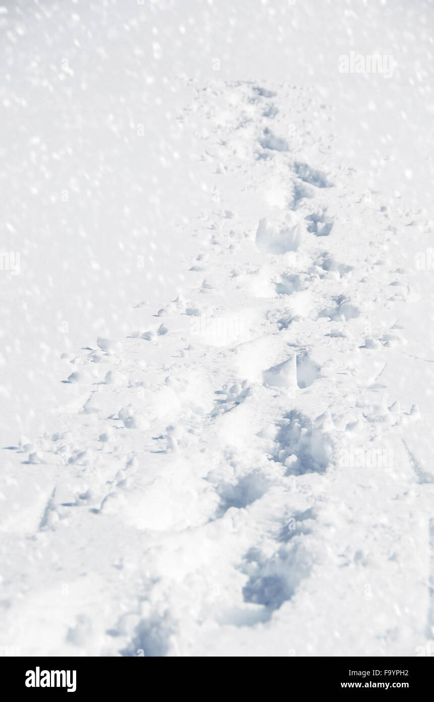 Footsteps on the snow Stock Photo - Alamy
