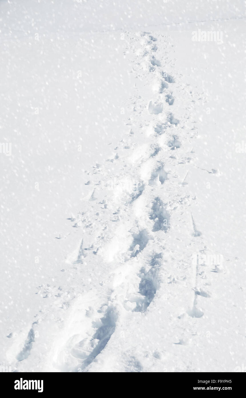 Footsteps on the snow Stock Photo - Alamy
