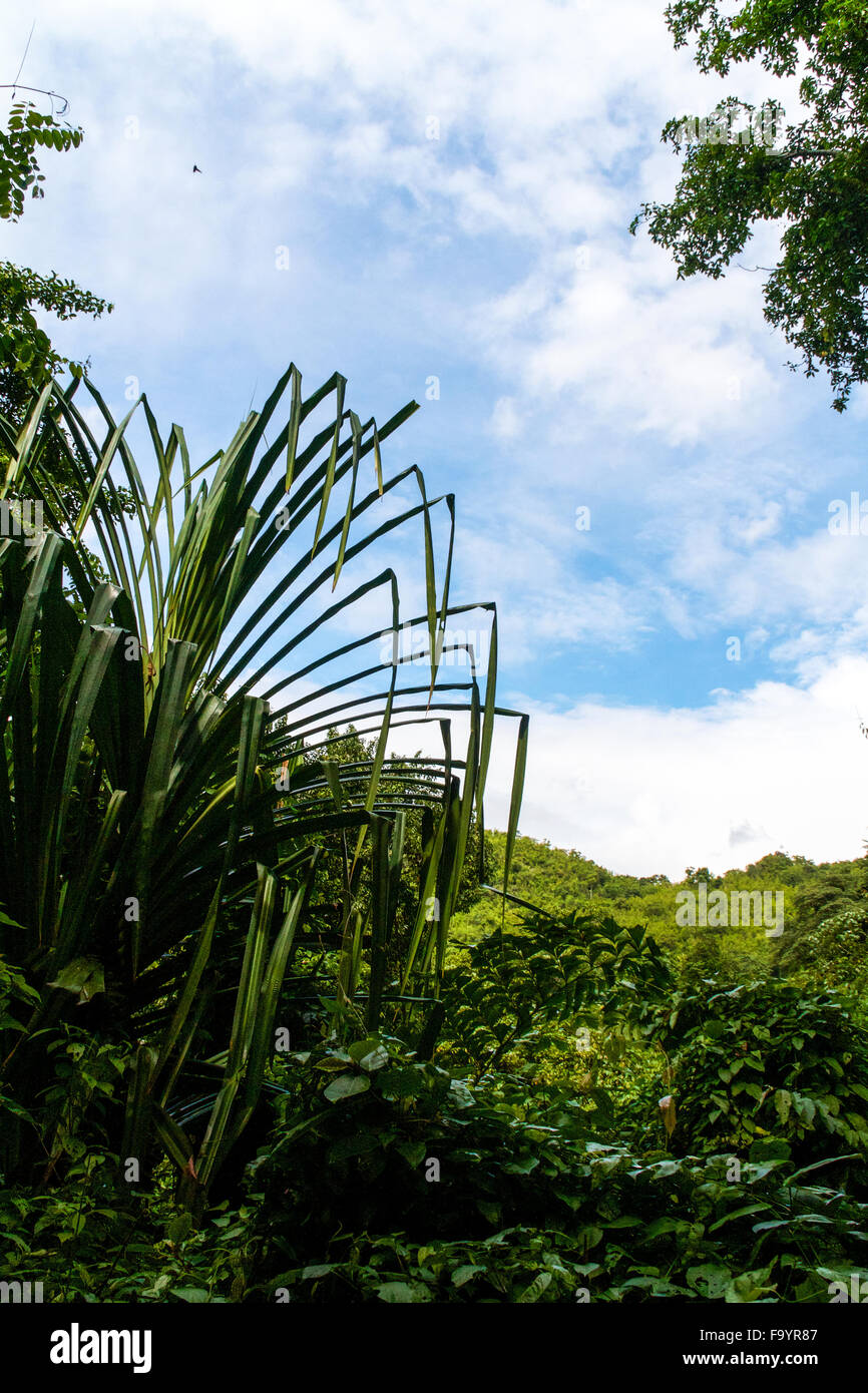Beautiful rain forest Stock Photo - Alamy