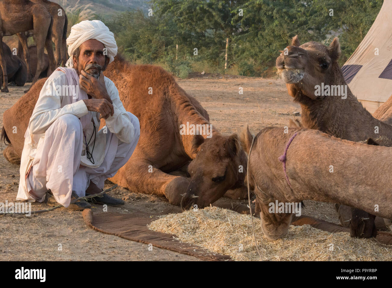 Camel Owner, Camel Fair, Pushkar Stock Photo - Alamy