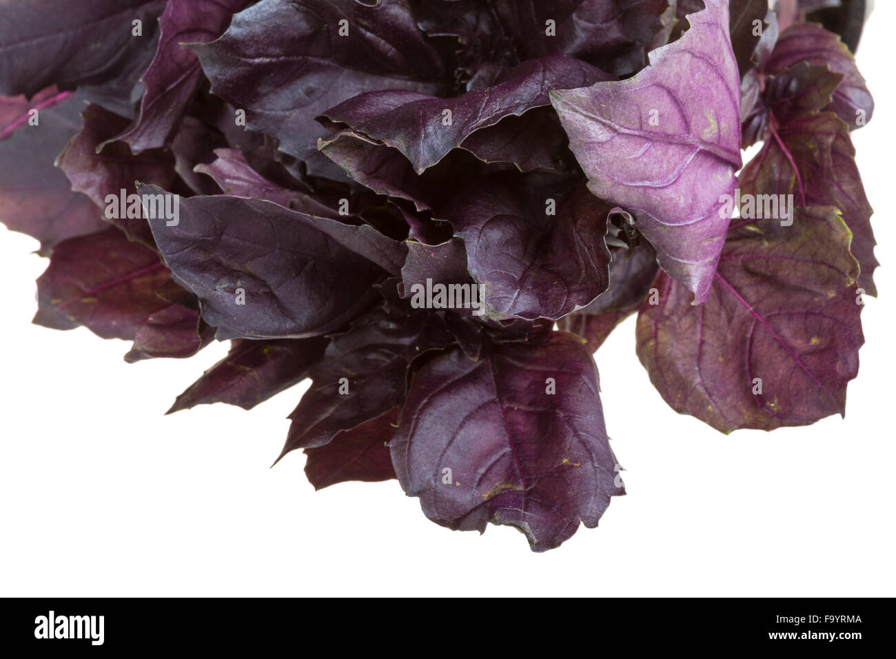 Sweet dark red basil leaves Stock Photo - Alamy