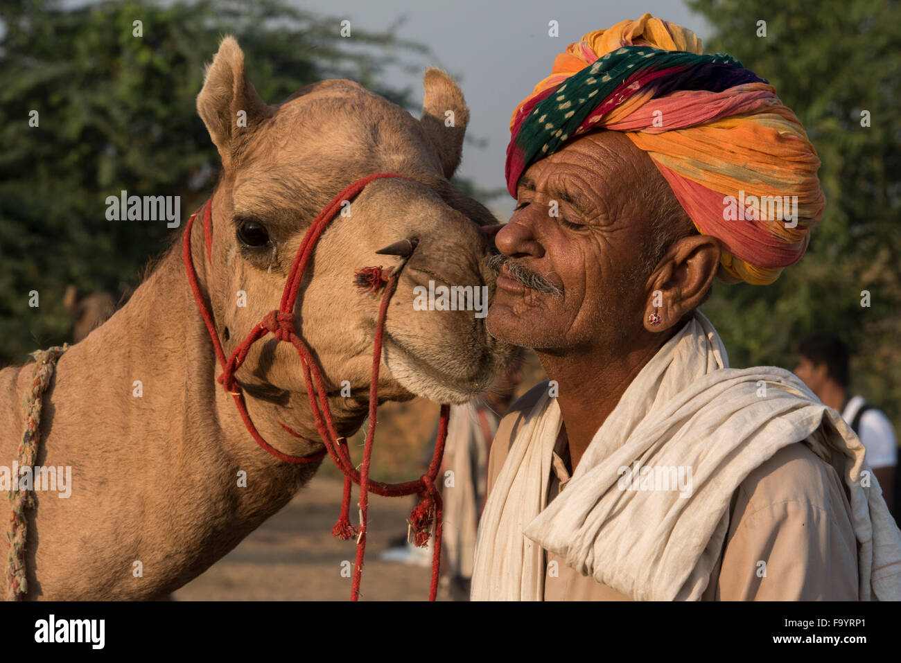 Camel Owner In Love, Camel Fair, Pushkar Stock Photo - Alamy