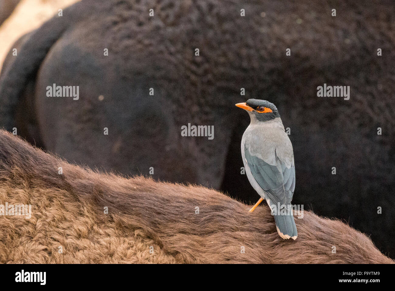 Camel bird hi-res stock photography and images - Alamy