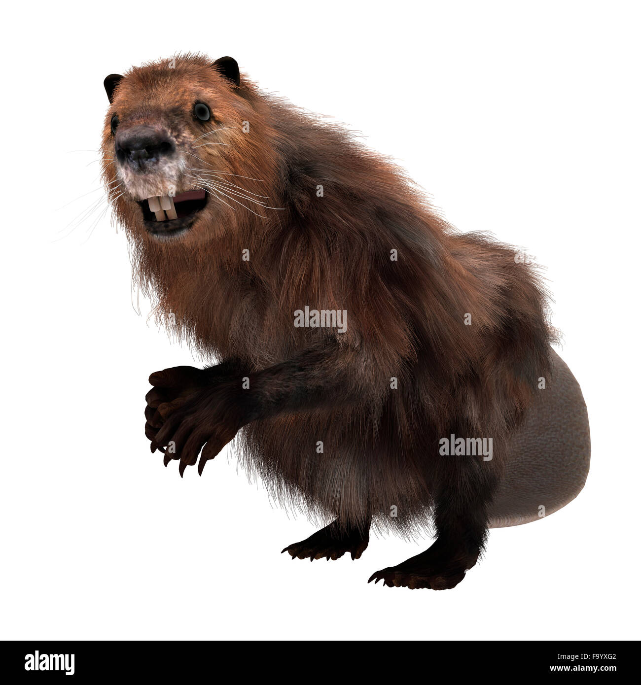 3D digital render of a North American beaver isolated on white ...