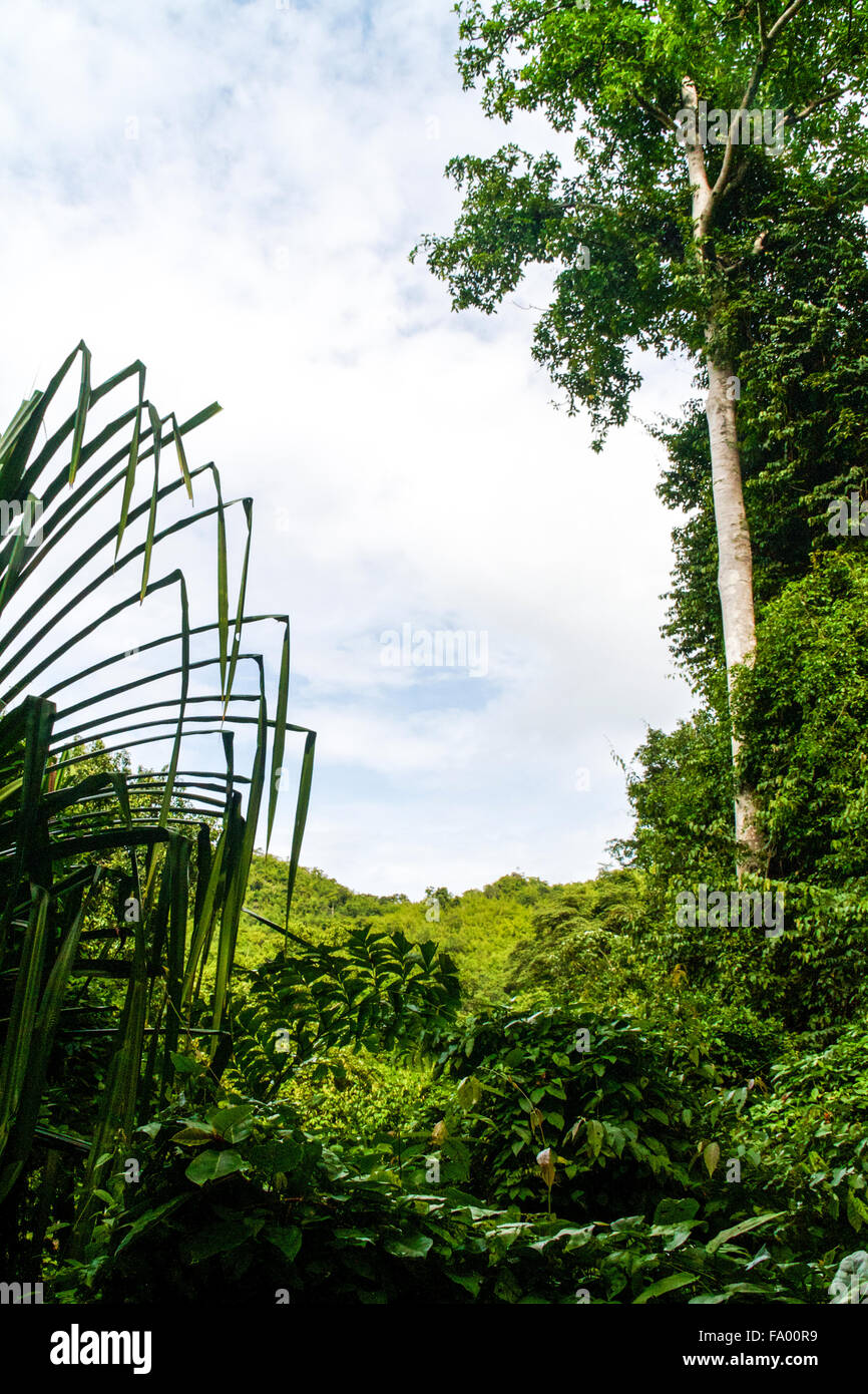 Beautiful rain forest Stock Photo - Alamy