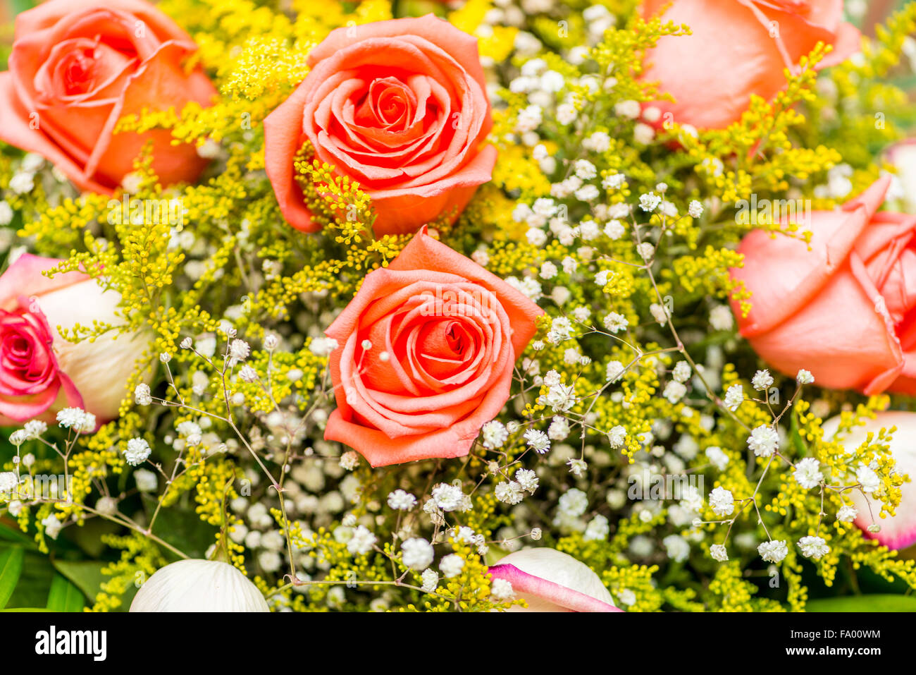 Nice roses in celebration concept Stock Photo - Alamy