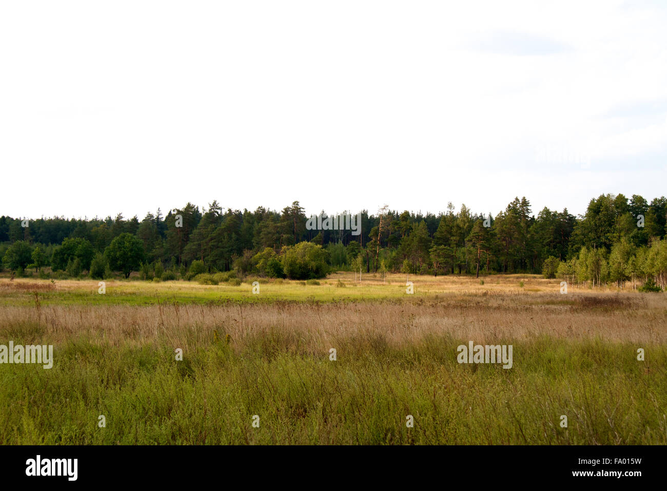 grass valley in forest during summer Stock Photo - Alamy