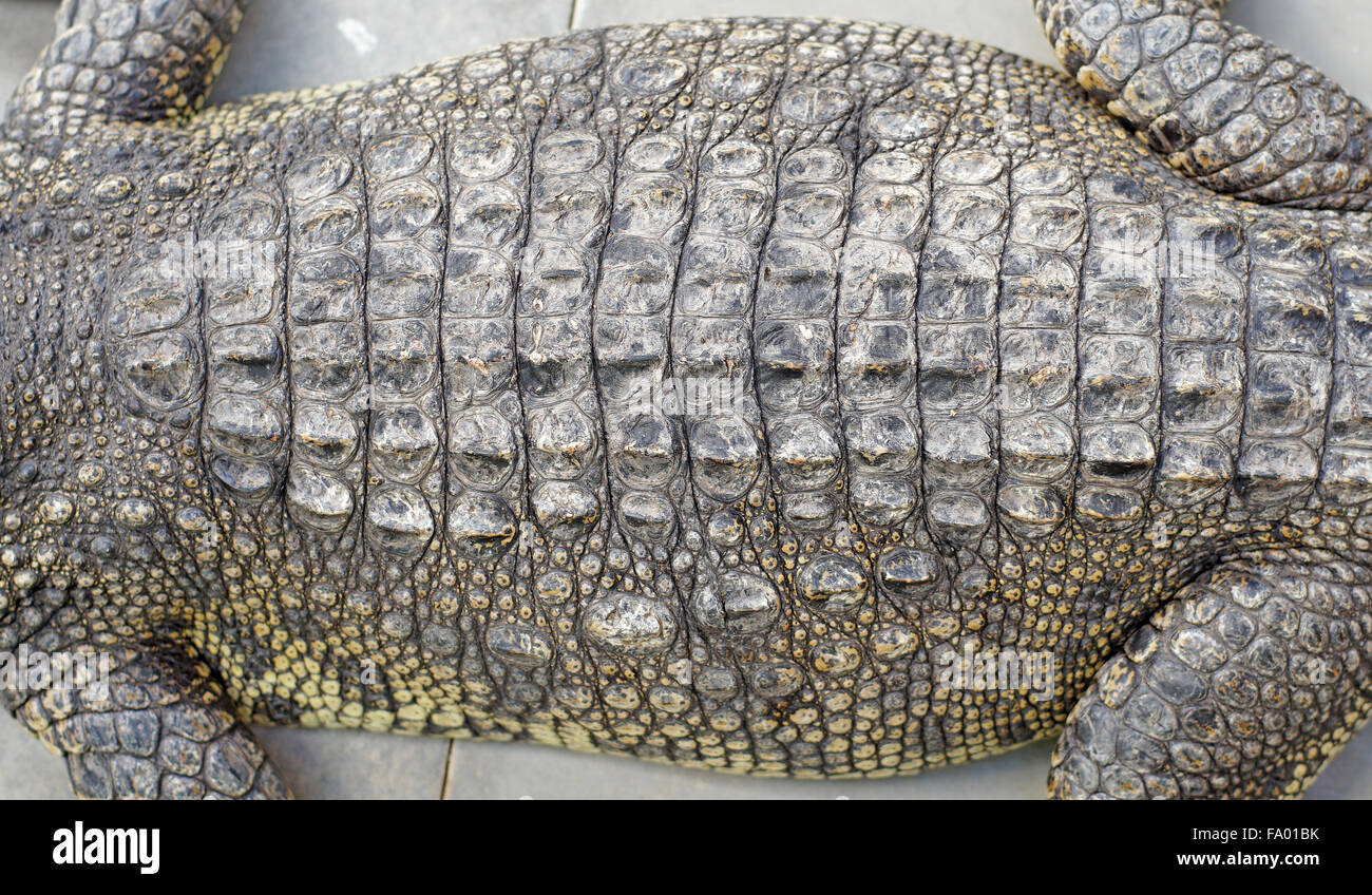 closeup of the crocodile skin Stock Photo - Alamy