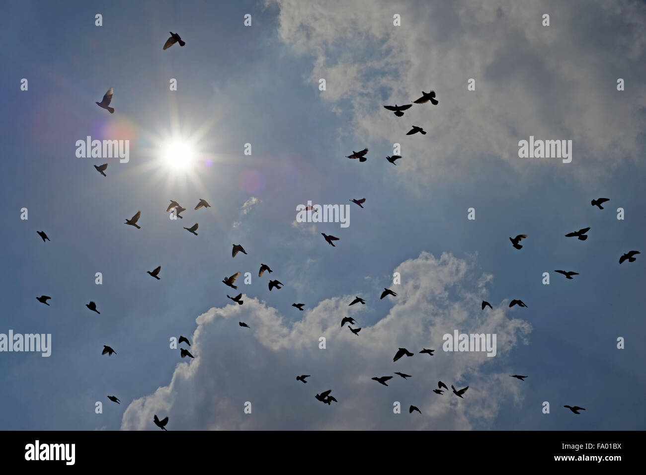 group of flying pigeon against beautiful sky Stock Photo - Alamy