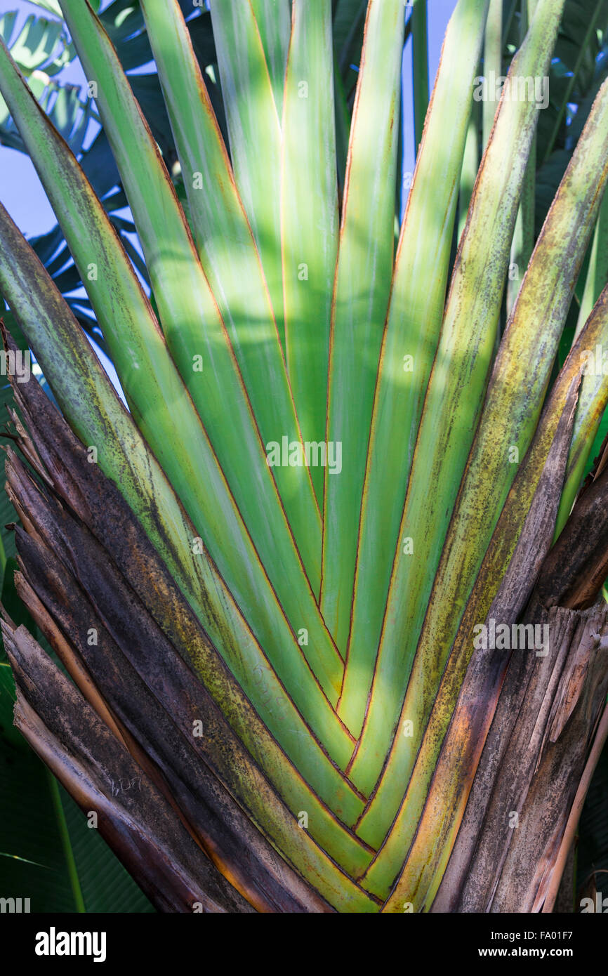 Nong Nooch tropical garden in Thailand Stock Photo - Alamy